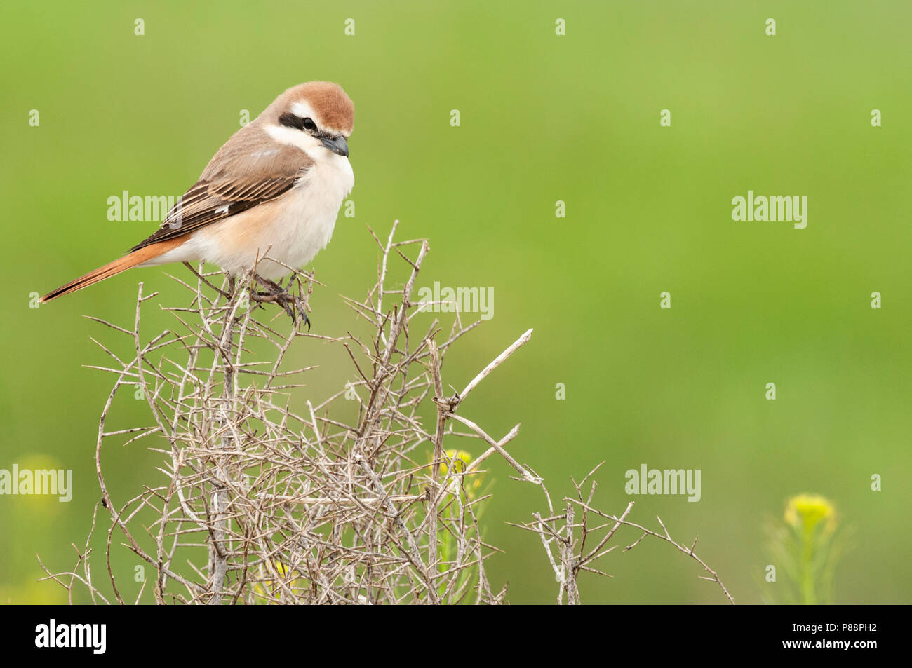 Red-tailed Shrike, Turkestaanse Klauwier, Lanius phoenicuroides Stock ...
