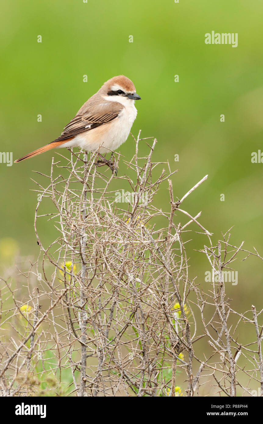 Red-tailed Shrike, Turkestaanse Klauwier, Lanius phoenicuroides Stock ...
