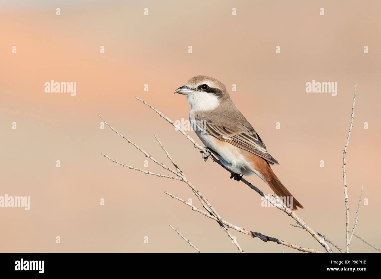 Red-tailed Shrike, Turkestaanse Klauwier, Lanius phoenicuroides Stock ...