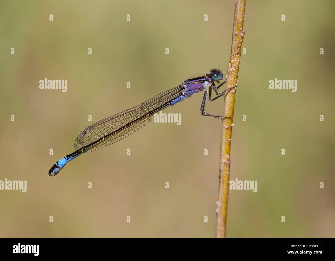 Imago Lantaarntje; Adult Common Bluetail; Adult Blue-tailed Damselfly ...