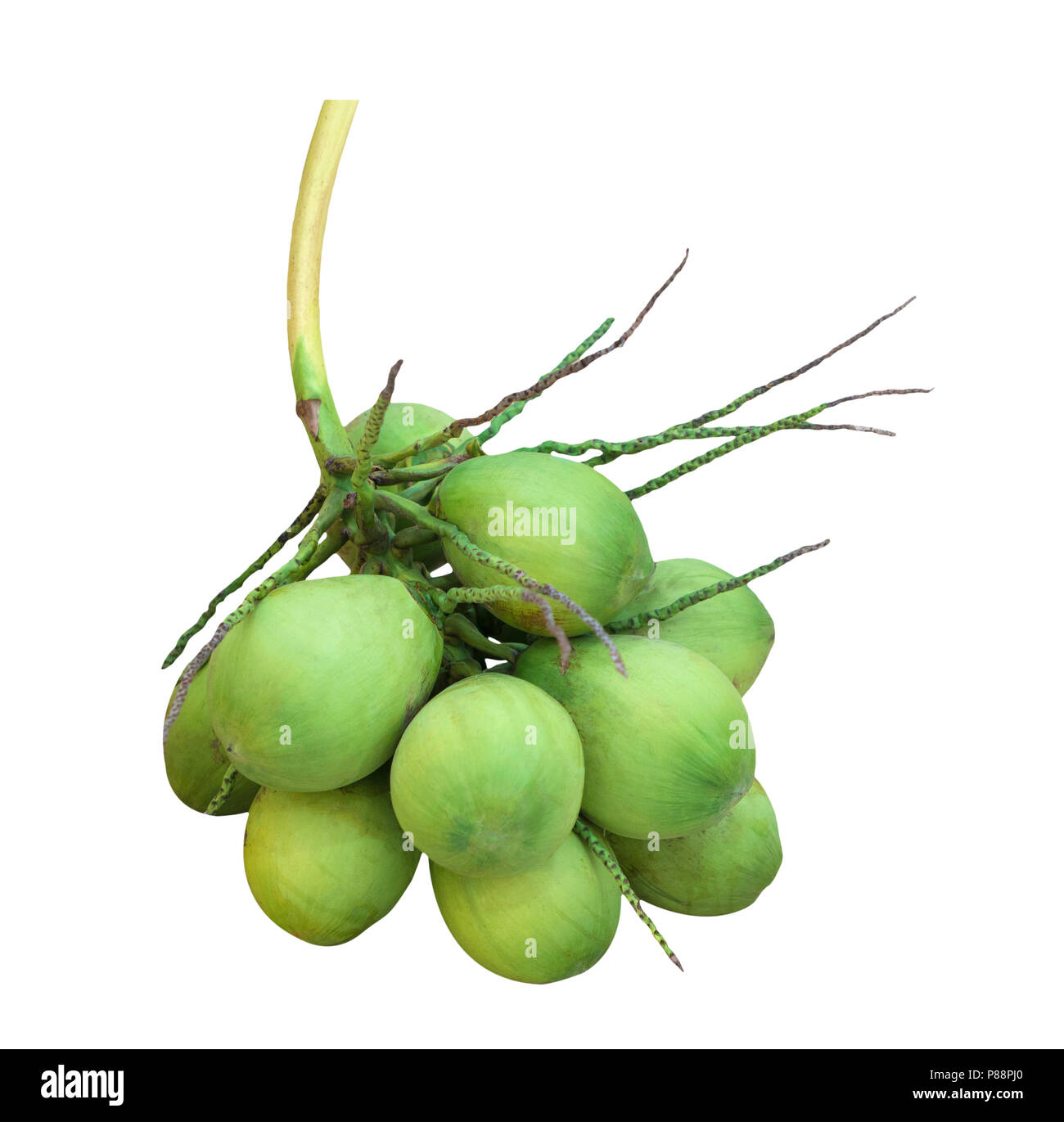 Aromatic green coconut or fragrant coconut isolated over white ...