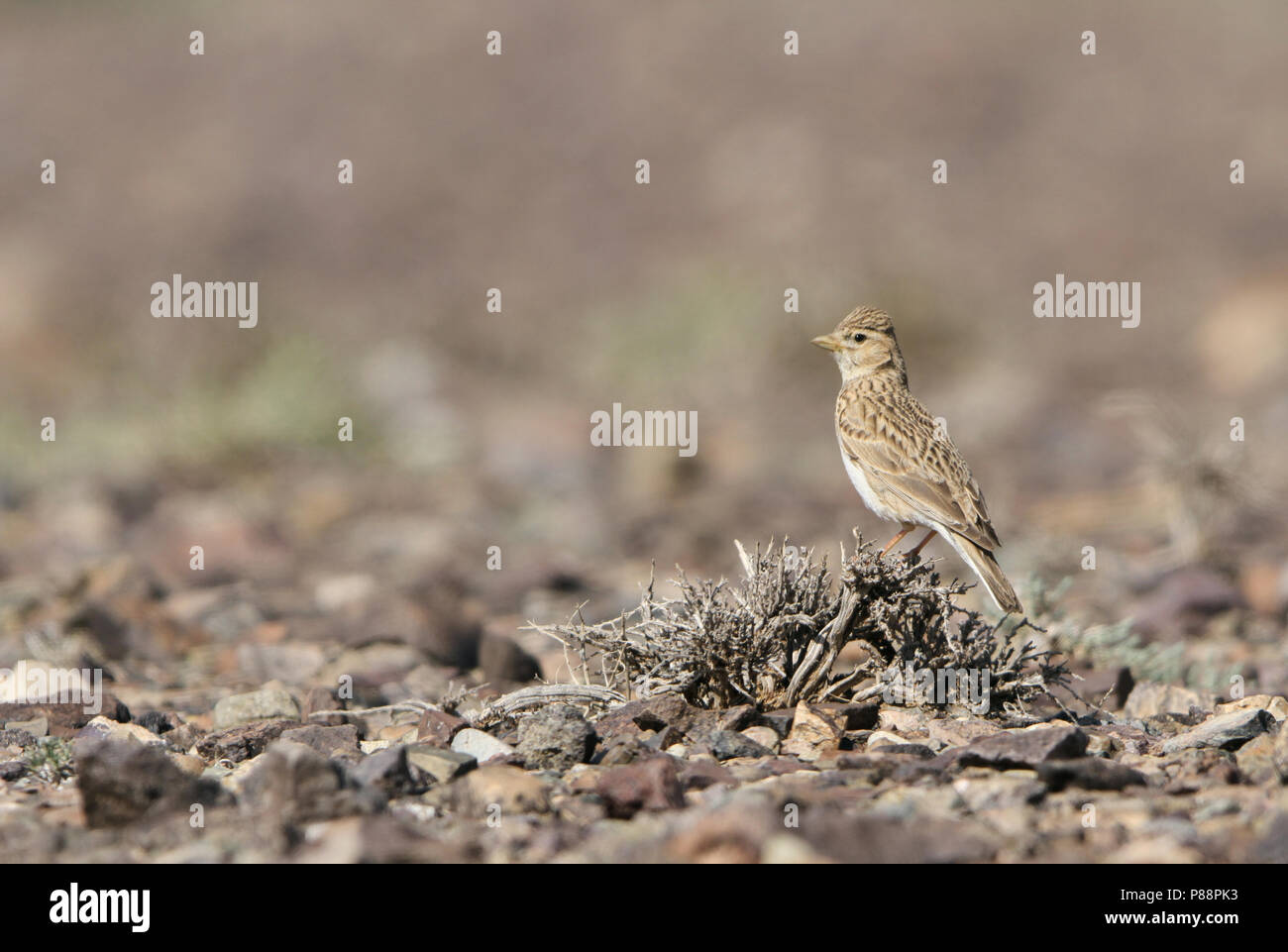 Asian Short-toed Lark (Alaudala cheleensis) standing in Mongolian ...