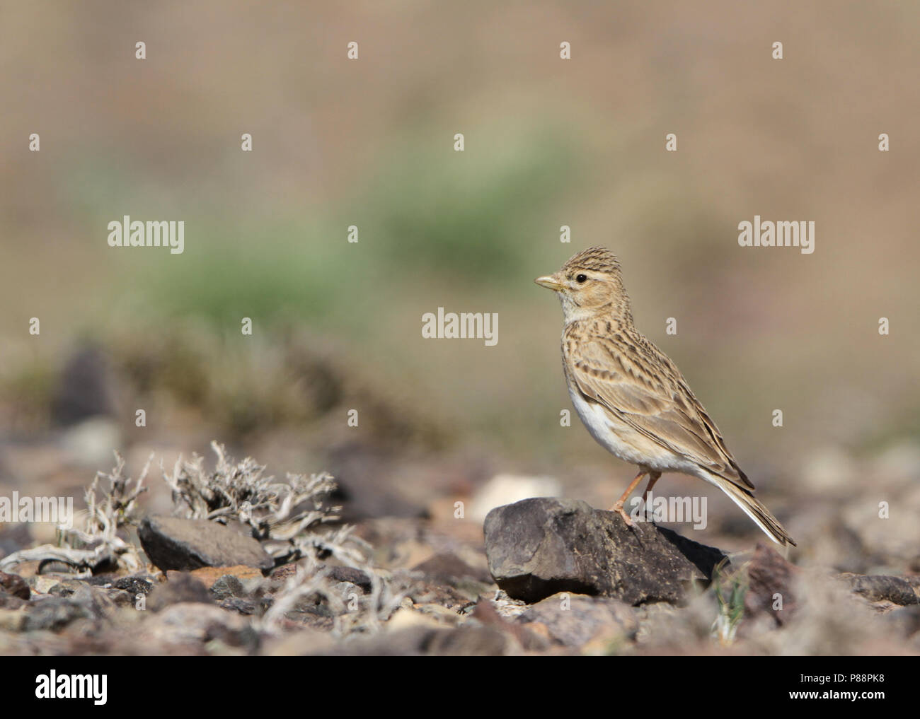Asian Short-toed Lark (Alaudala cheleensis) standing in Mongolian ...