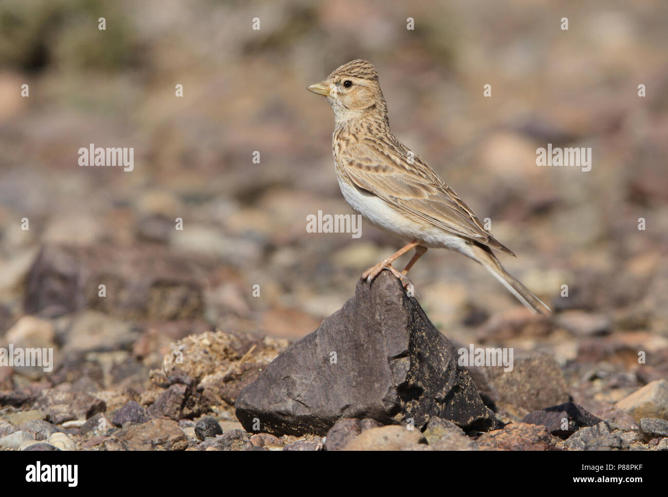 Eastern grey lark hi-res stock photography and images - Alamy