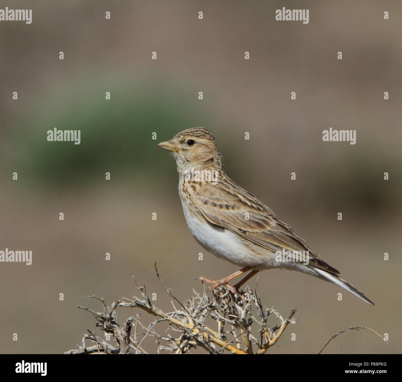 Asian Short-toed Lark (Alaudala cheleensis) standing in Mongolian ...