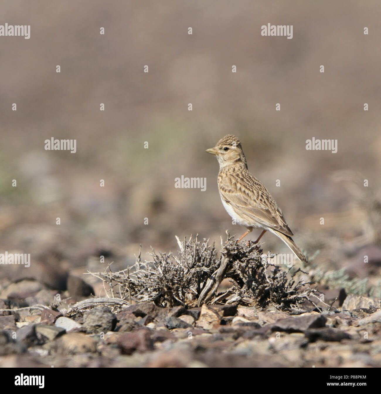 Mongolian lark hi-res stock photography and images - Alamy