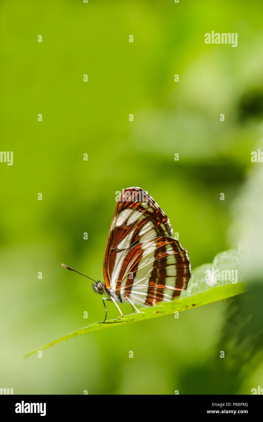 Glider butterfly hi-res stock photography and images - Alamy