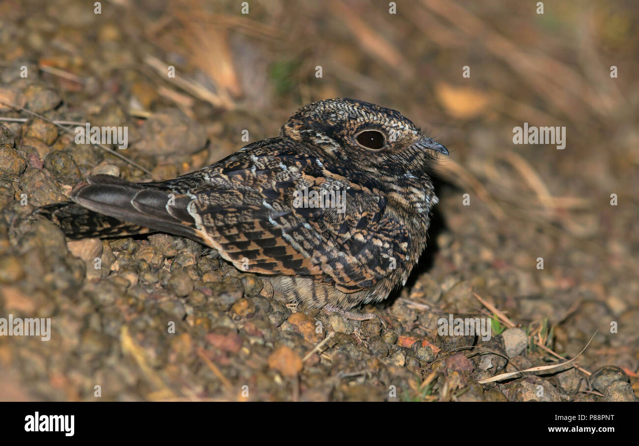 Nighthawk bird hi-res stock photography and images - Alamy