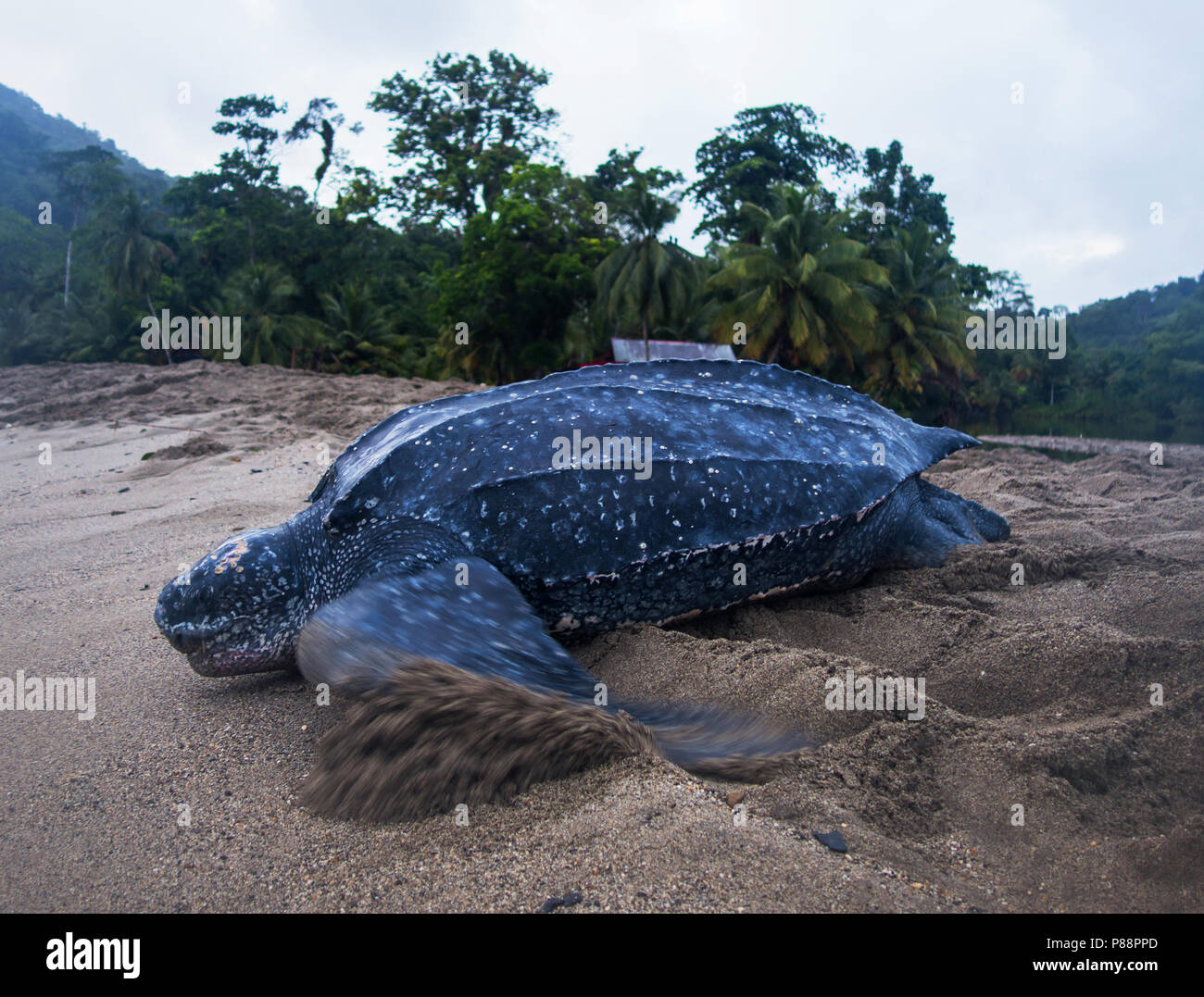 Lederschildpad op strand van Trinidad; Leatherback Sea Turtle ...
