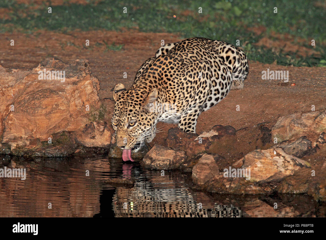 Luipaard drinkend, Leopard drinking Stock Photo - Alamy