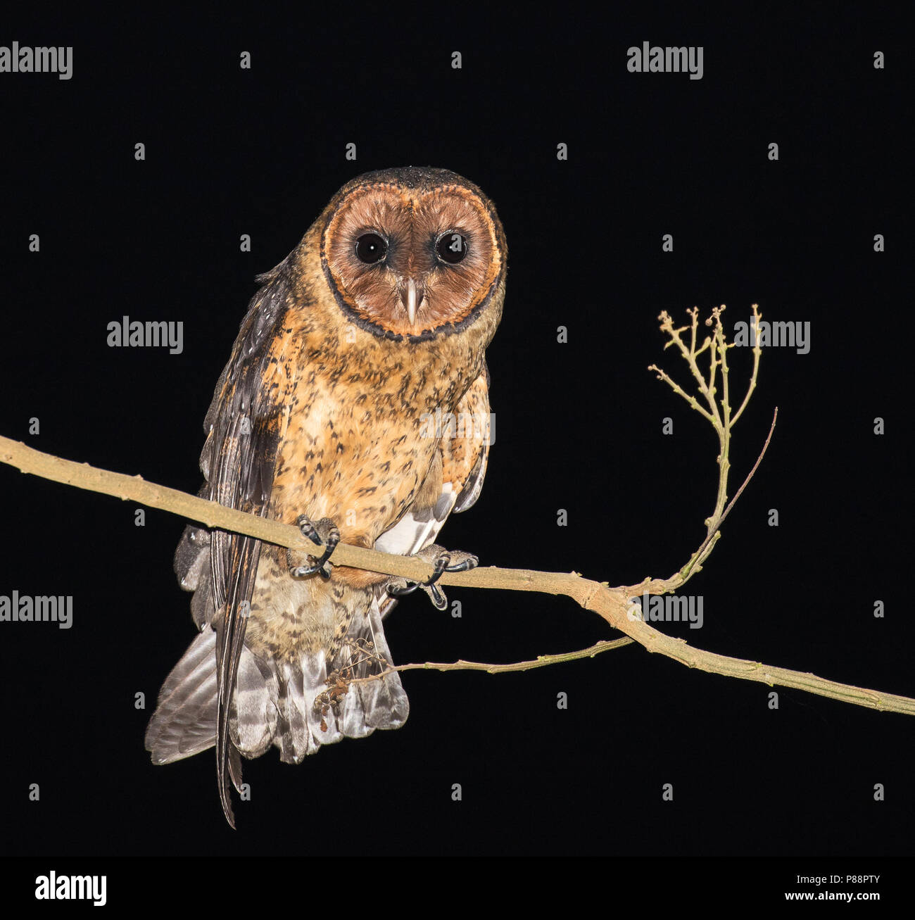 Lesser antillean barn owl hi-res stock photography and images - Alamy