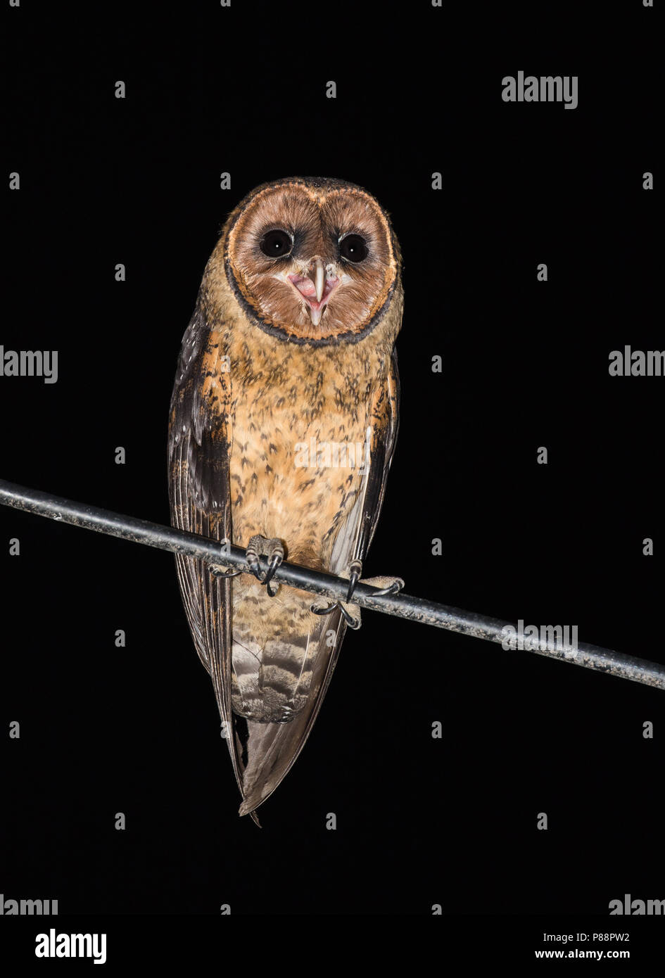 Lesser antillean barn owl hi-res stock photography and images - Alamy