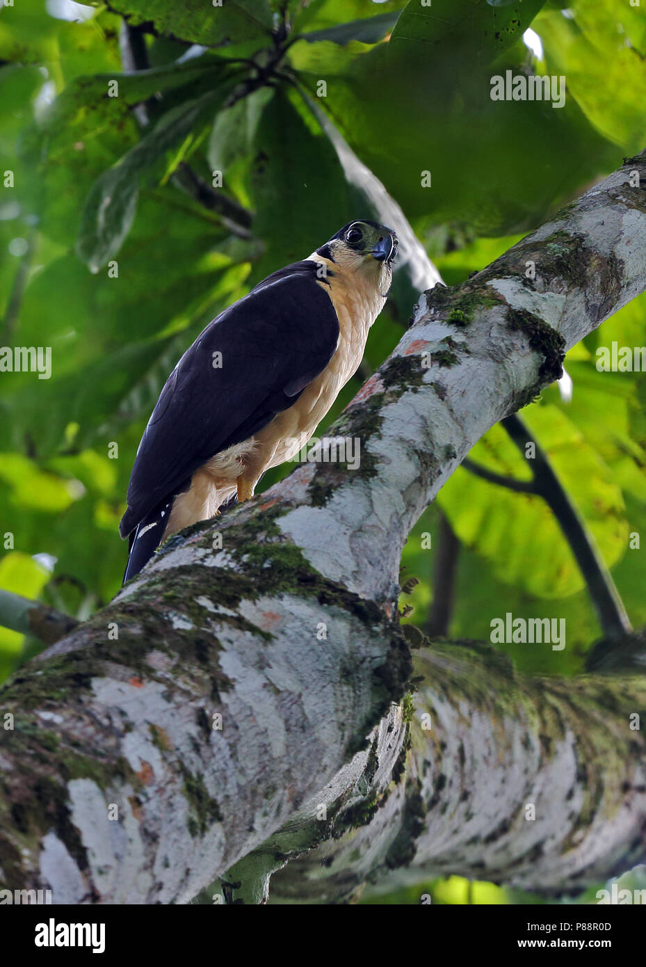 Collared forest falcon hi-res stock photography and images - Alamy