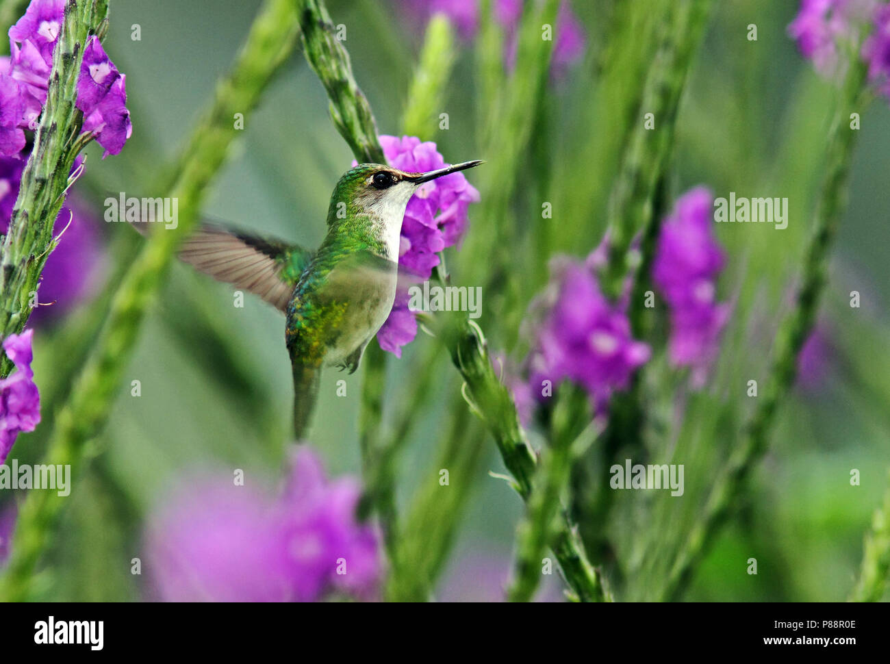 Snowcap hummingbird hi-res stock photography and images - Alamy