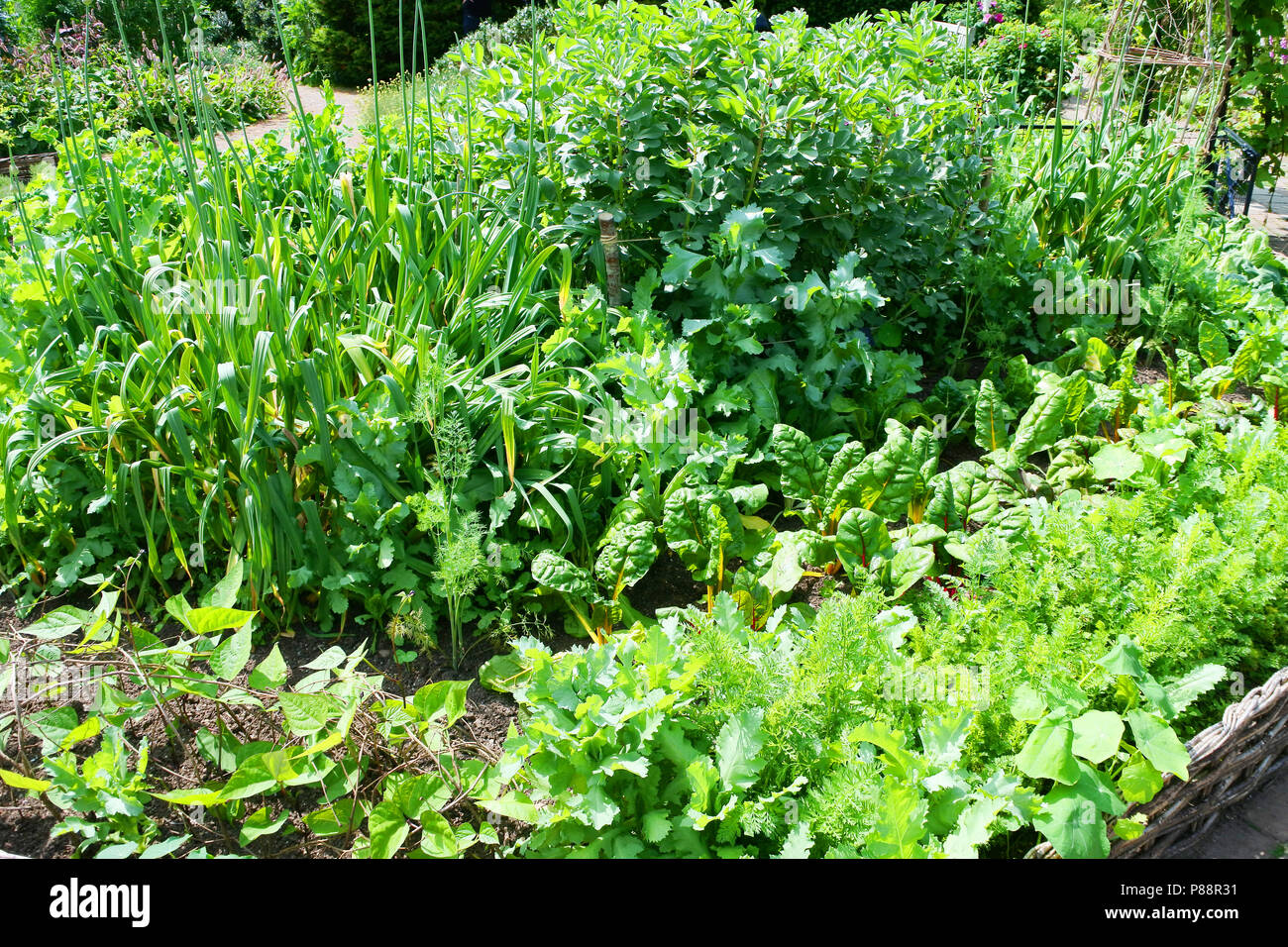 Potager garden hi-res stock photography and images - Alamy