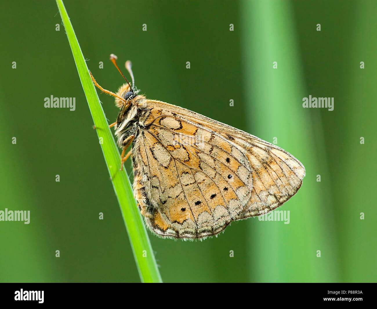 Moerasparelmoervlinder / Marsh Fritillary (Euphydryas aurinia Stock ...