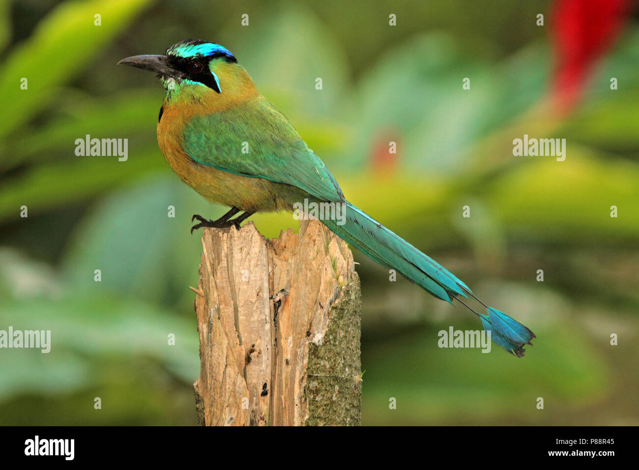 Momotus lessonii hi-res stock photography and images - Alamy