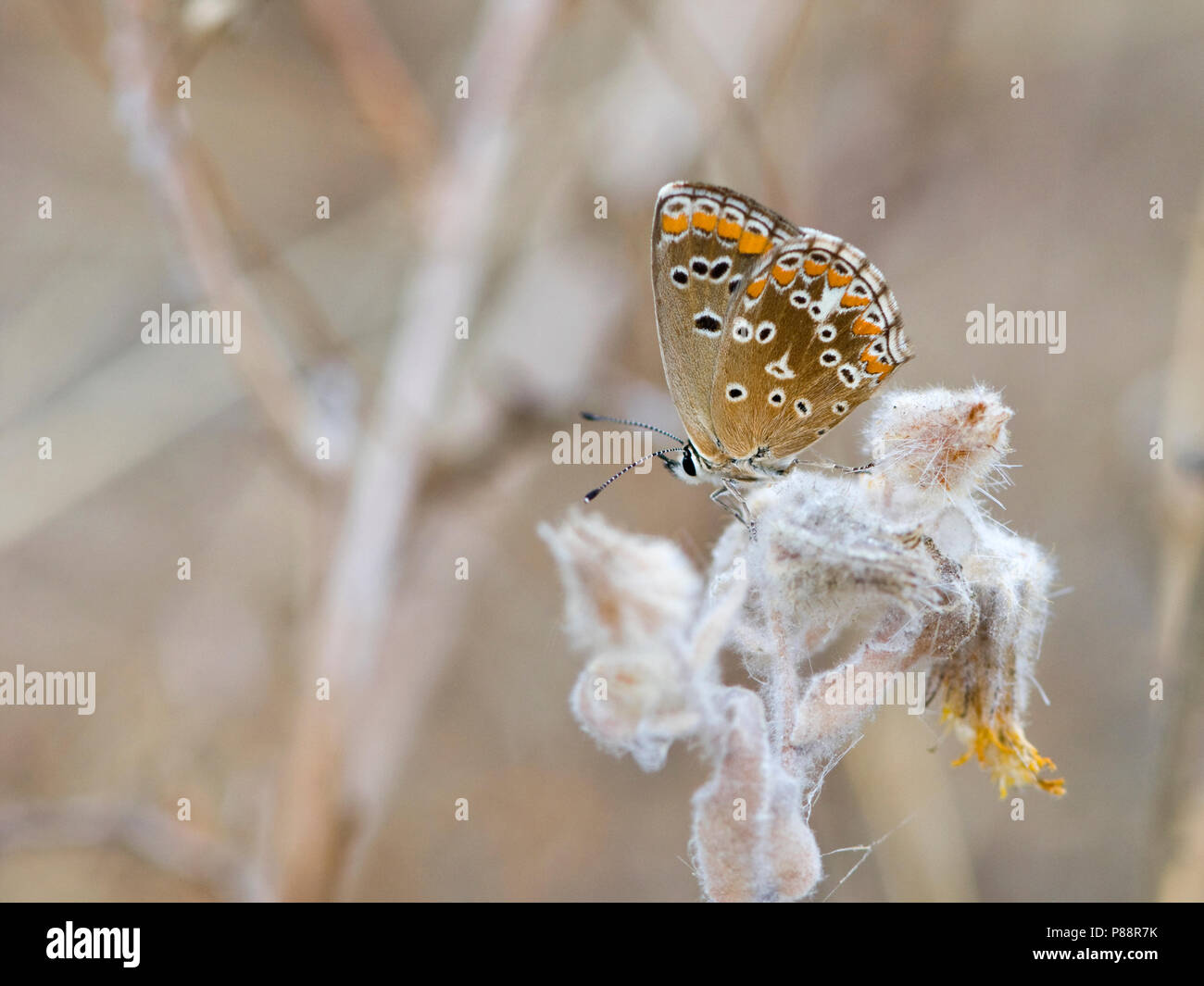 Moors bruin blauwtje / Southern Brown Argus (Aricia cramera Stock Photo ...
