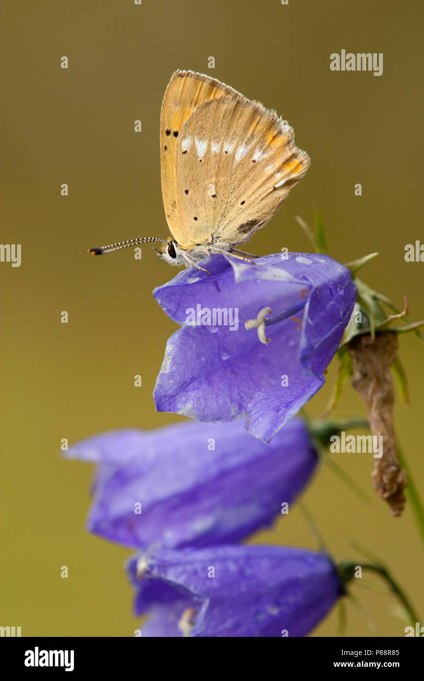 Scarce copper hi-res stock photography and images - Alamy