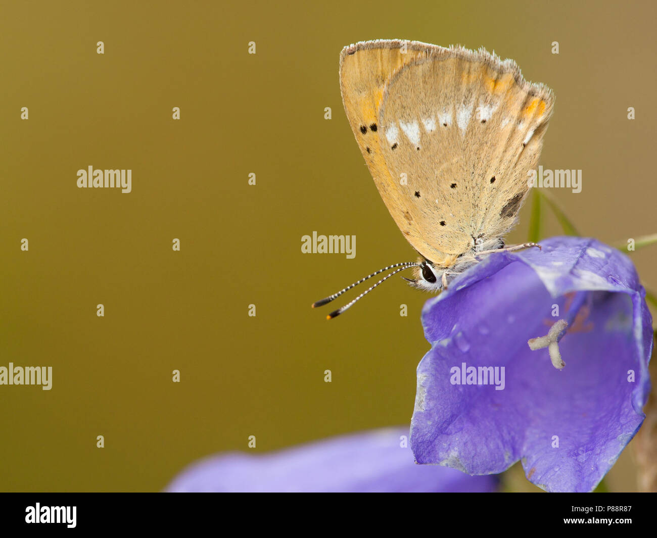 Scarce copper hi-res stock photography and images - Alamy