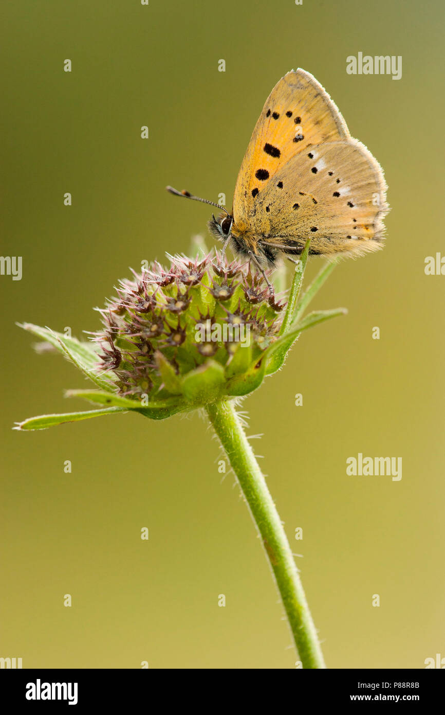 Scarce copper butterflies hi-res stock photography and images - Alamy