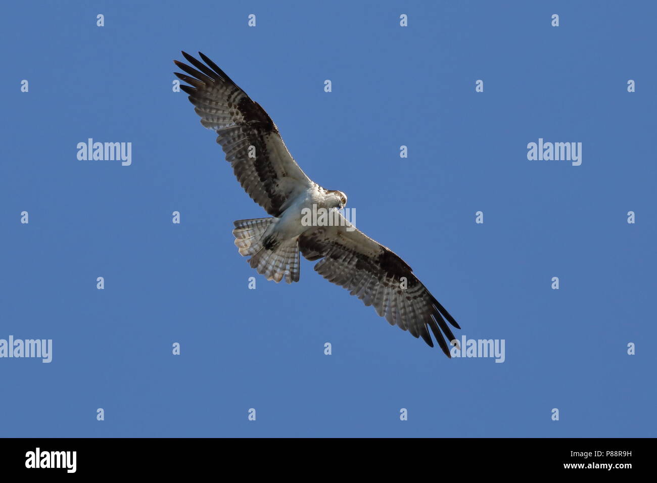 Hunting raptor hi-res stock photography and images - Alamy