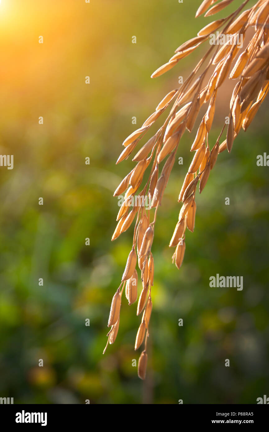 Rice spike in rice field, Rice spike close up, yellow Rice spike in ...