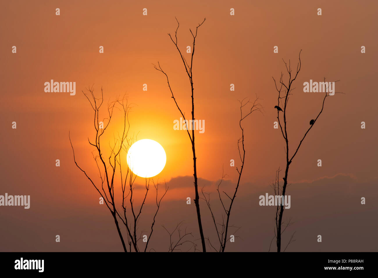 tree, bird and sunset Stock Photo - Alamy