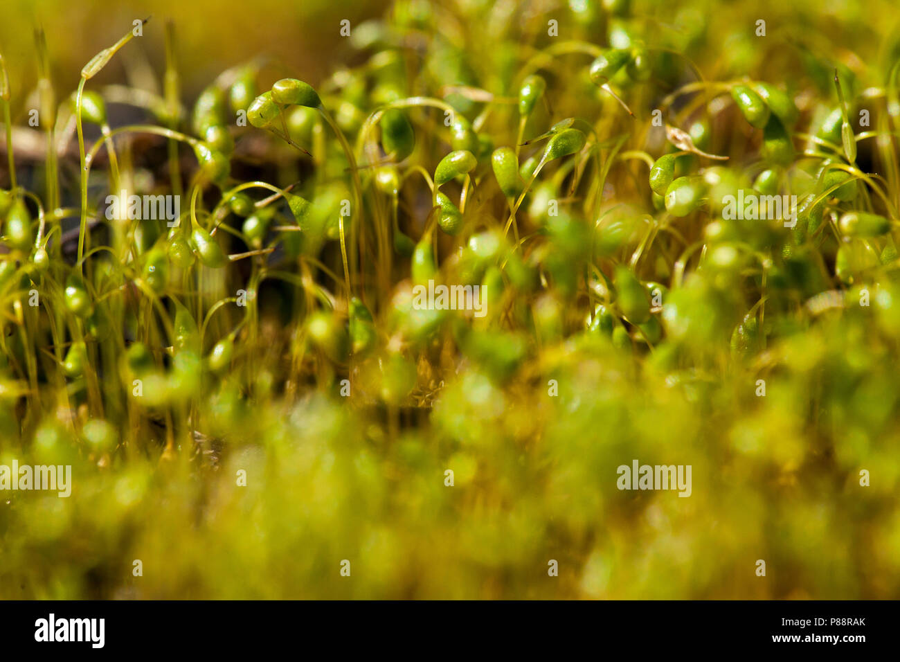 Sporendragend mos, Moss with sporophytes Stock Photo - Alamy