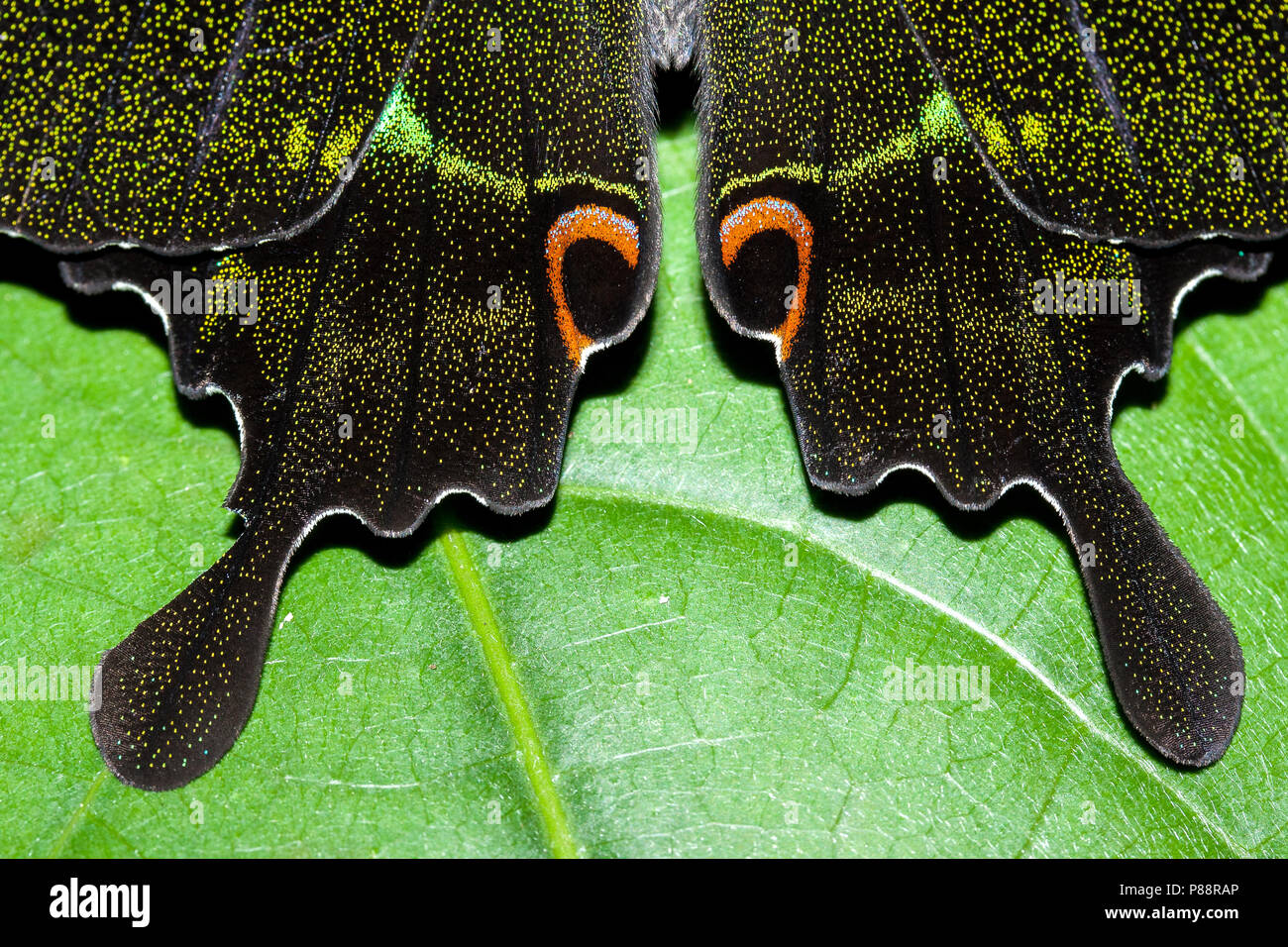 Closeup butterfly wing hi-res stock photography and images - Alamy