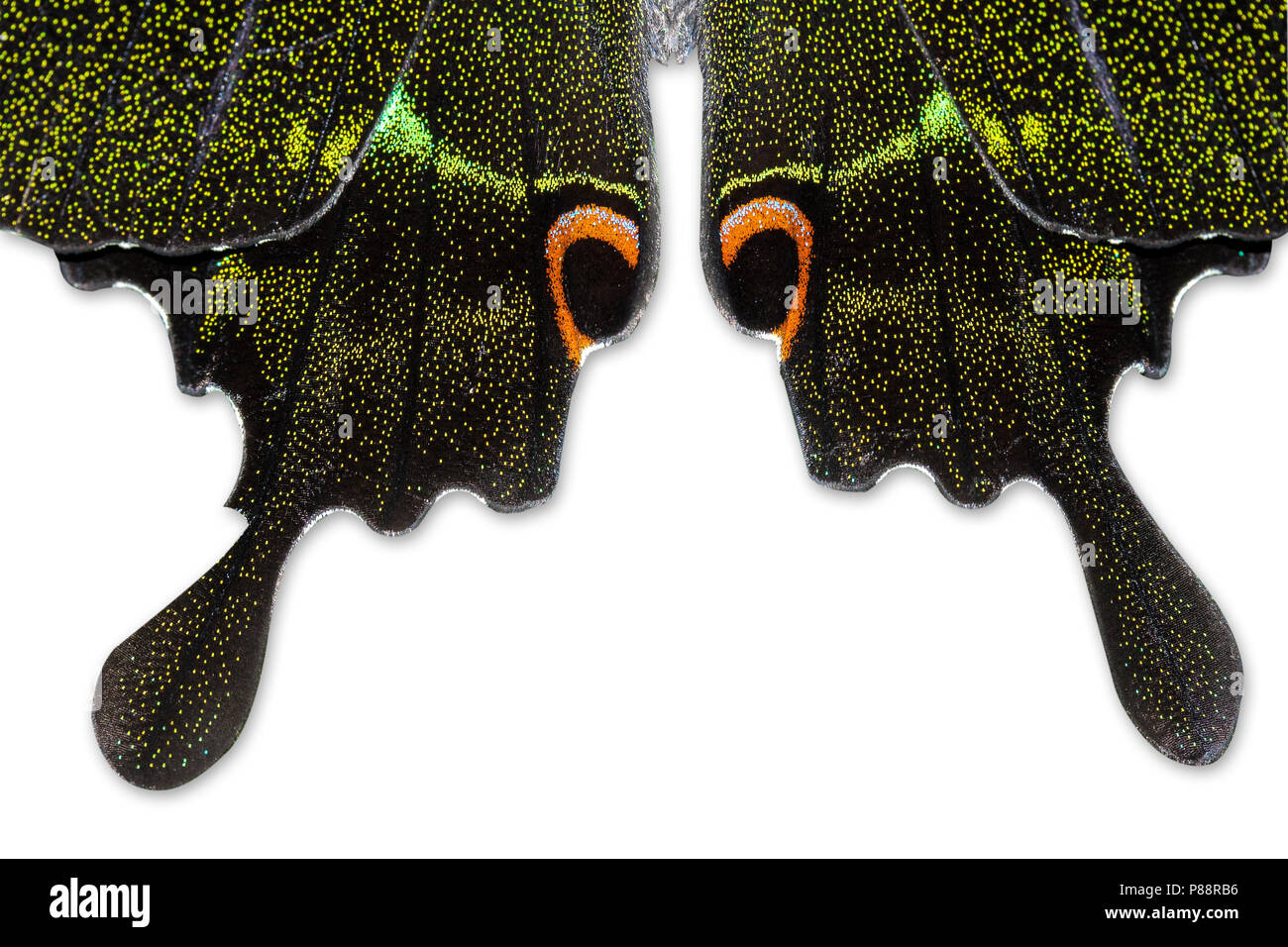 closeup butterfly wing Stock Photo - Alamy