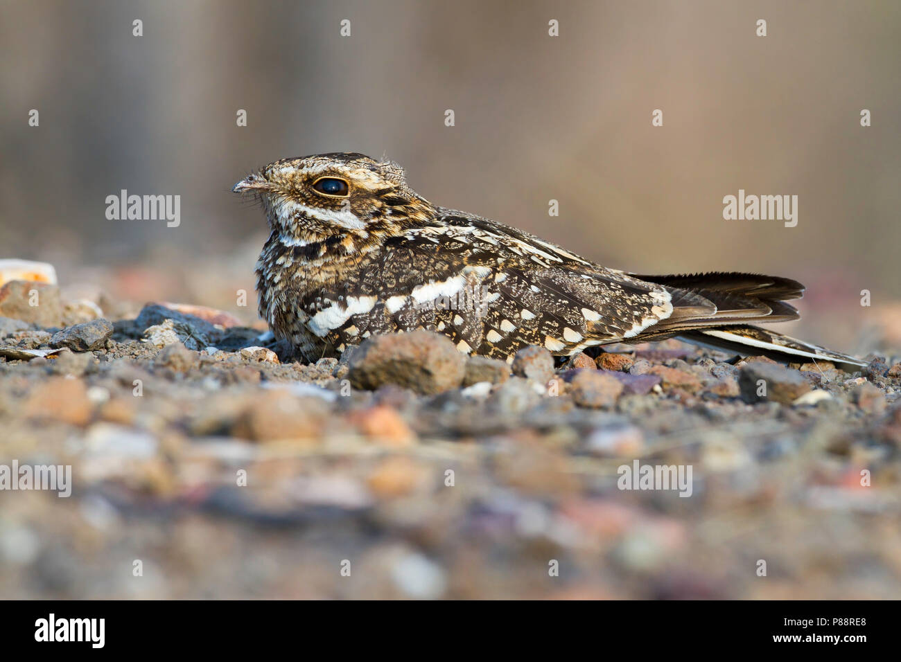 Caprimulgus fossii hi-res stock photography and images - Alamy