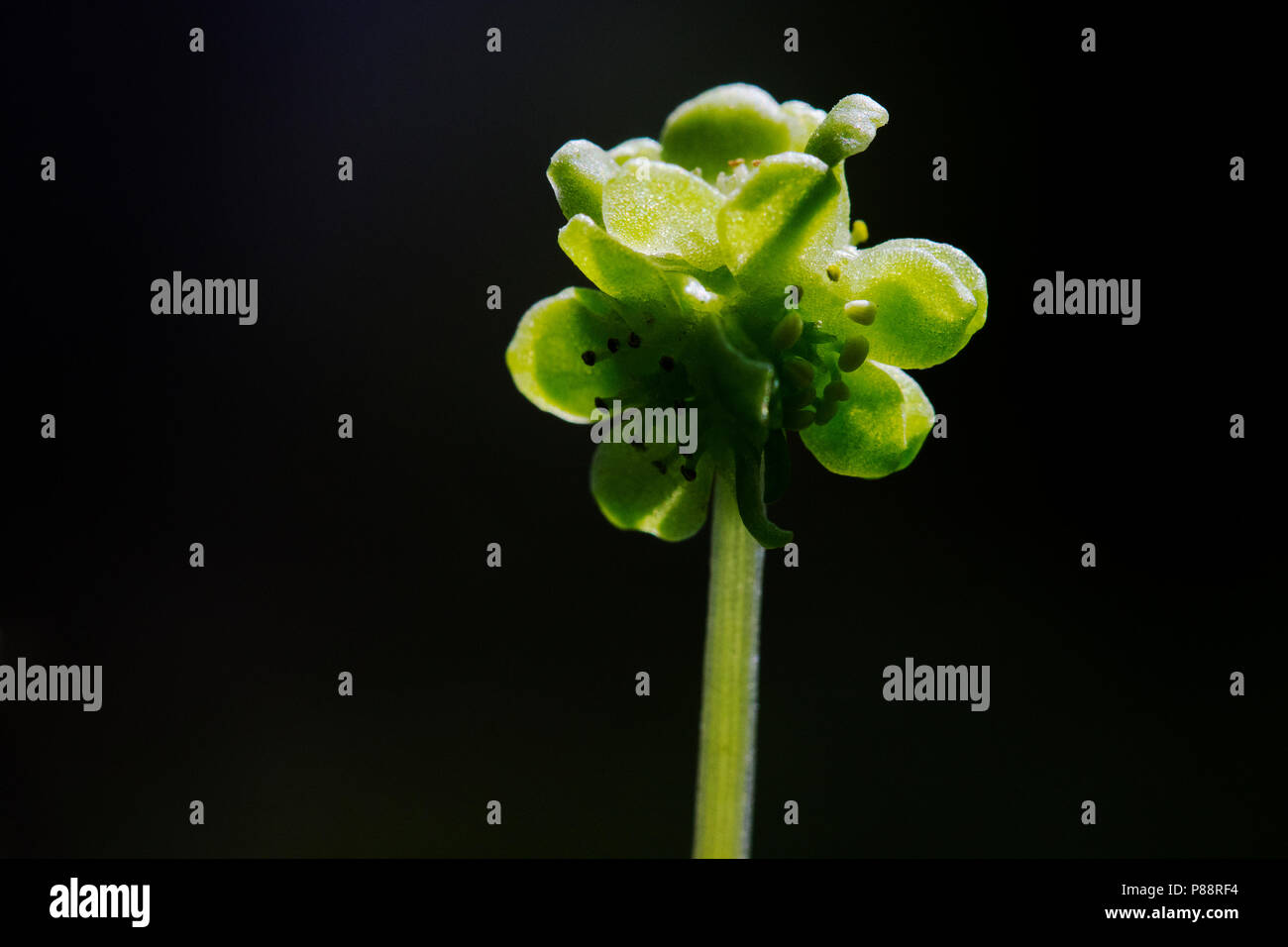 Moschatel adoxa moschatellina hi-res stock photography and images - Alamy