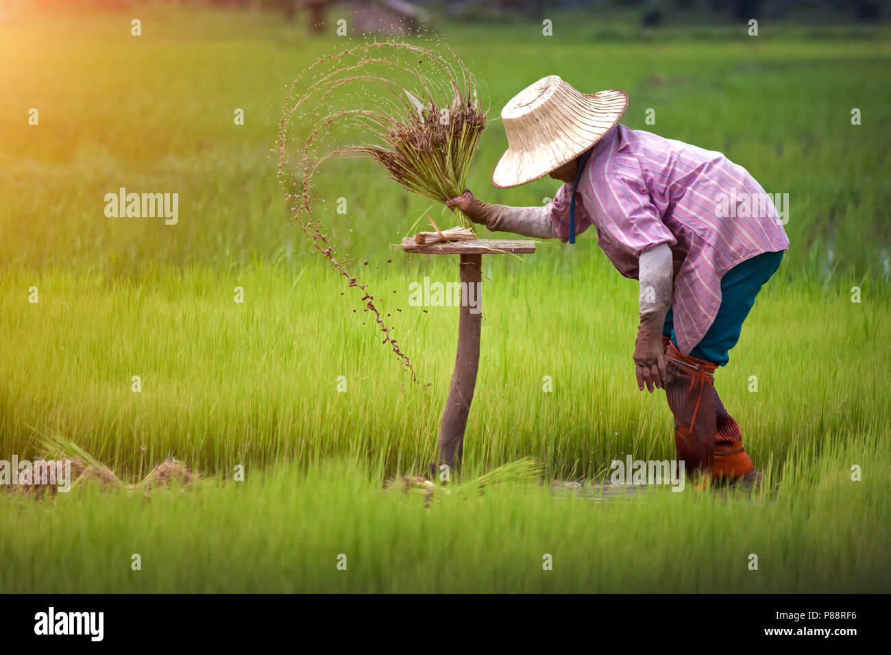 farmer working in the farm Stock Photo - Alamy