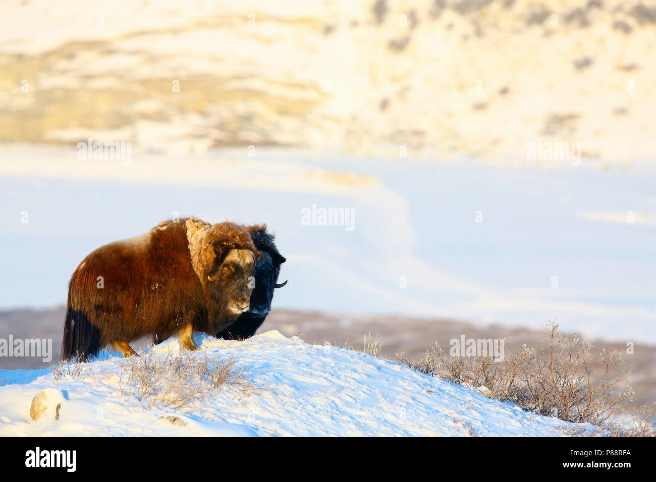 Muskusos hi-res stock photography and images - Alamy