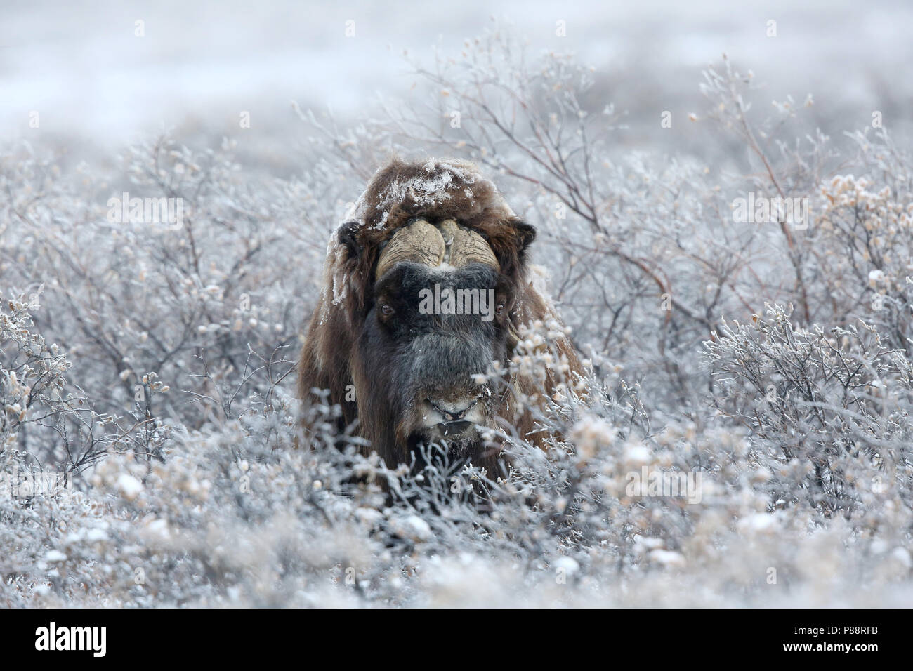 Muskusos hi-res stock photography and images - Alamy