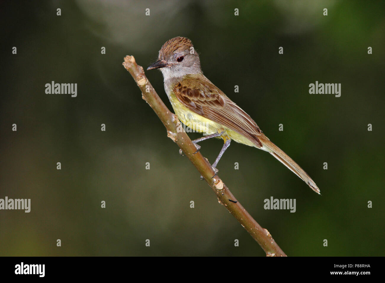 Panama Flycatcher, Myiarchus panamensis Stock Photo - Alamy