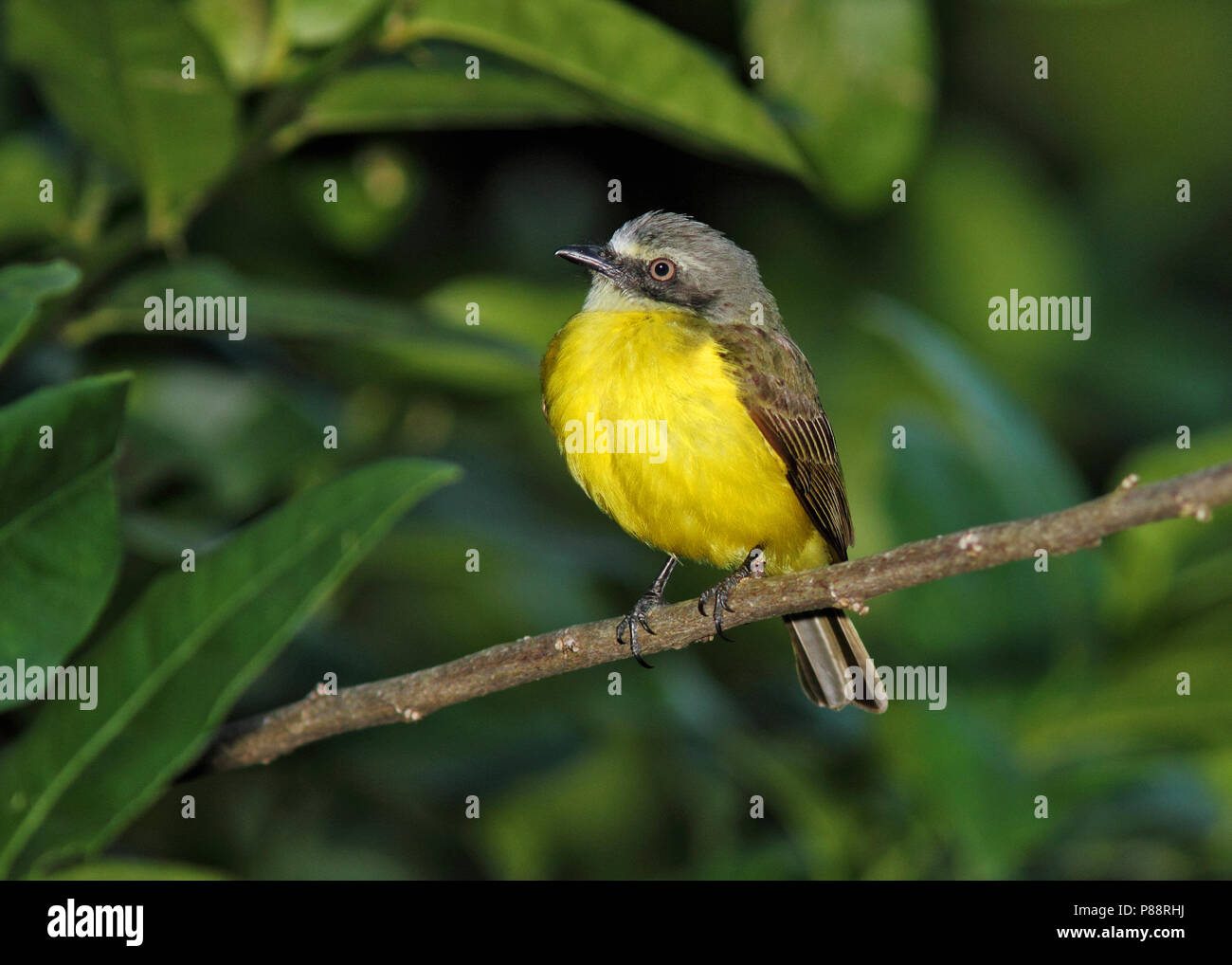 Grey-capped Flycatcher, Myiozetetes granadensis Stock Photo - Alamy