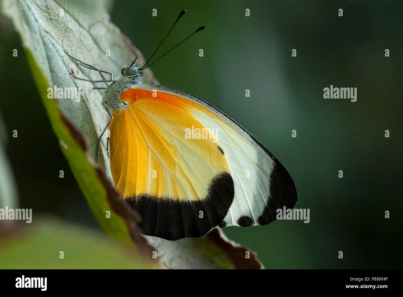 Common Dotted Border (Mylothris chloris Stock Photo - Alamy