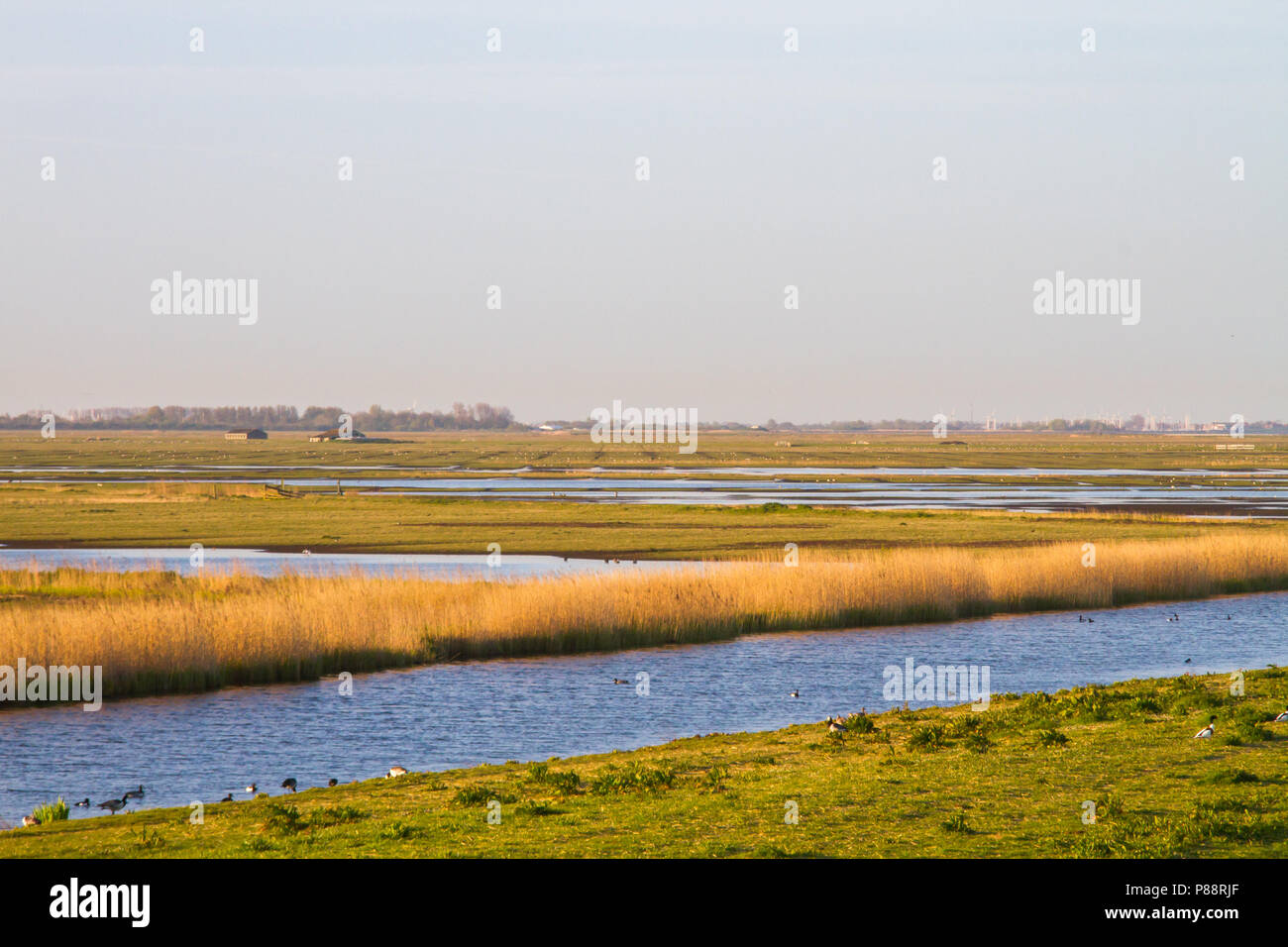 Polderlandschap hi-res stock photography and images - Alamy