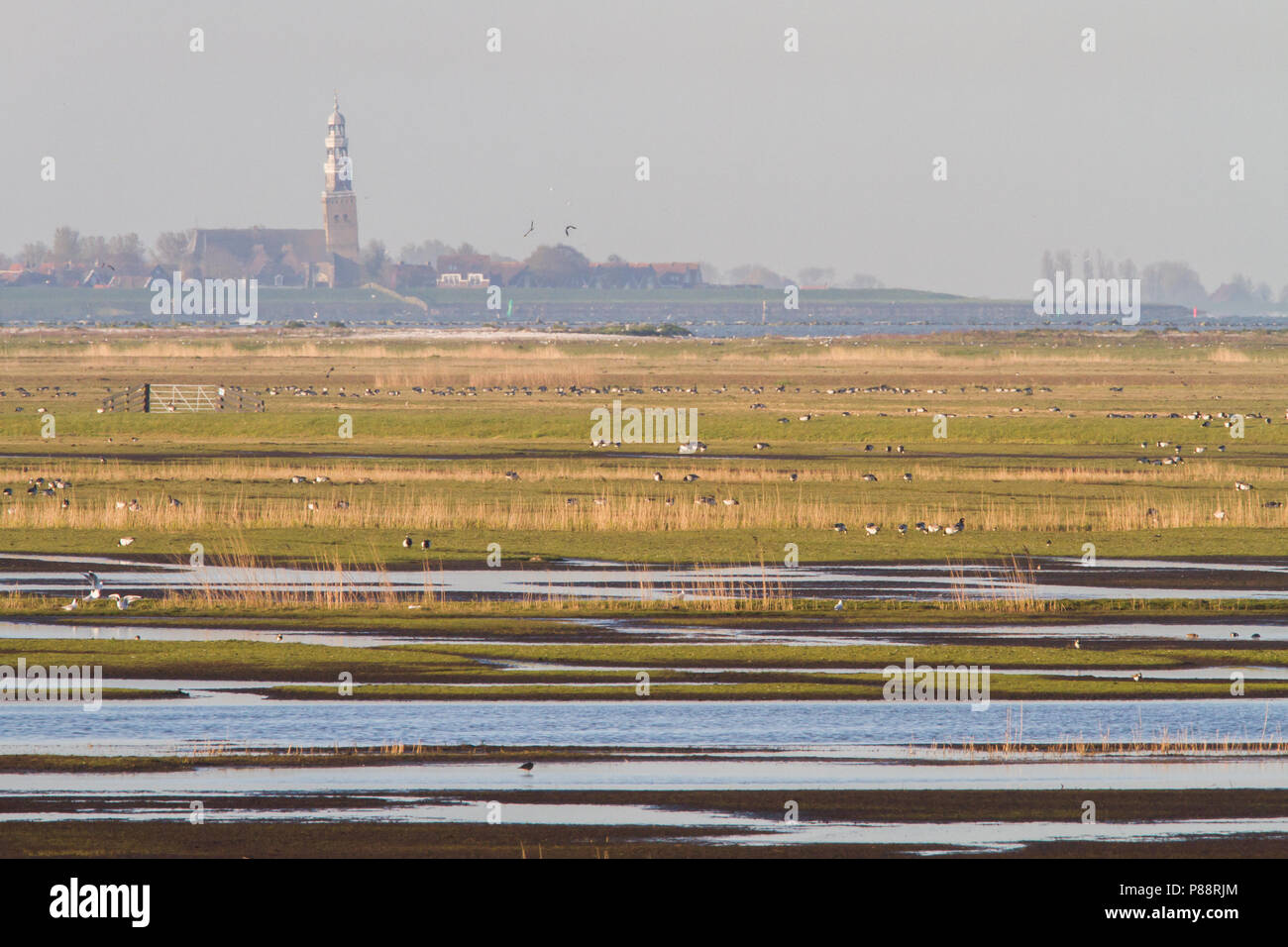 Polderlandschap hi-res stock photography and images - Alamy