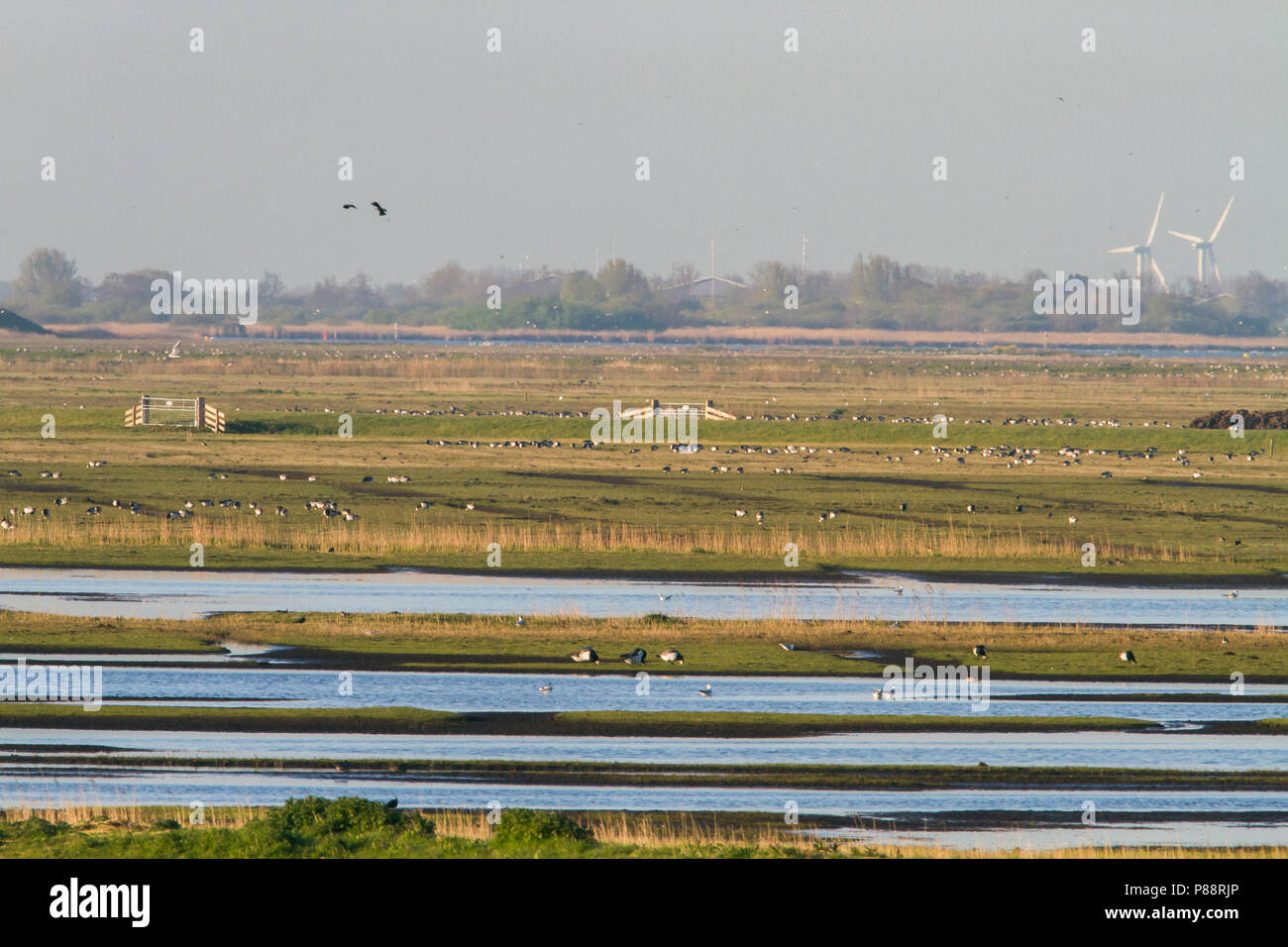 Polderlandschap hi-res stock photography and images - Alamy