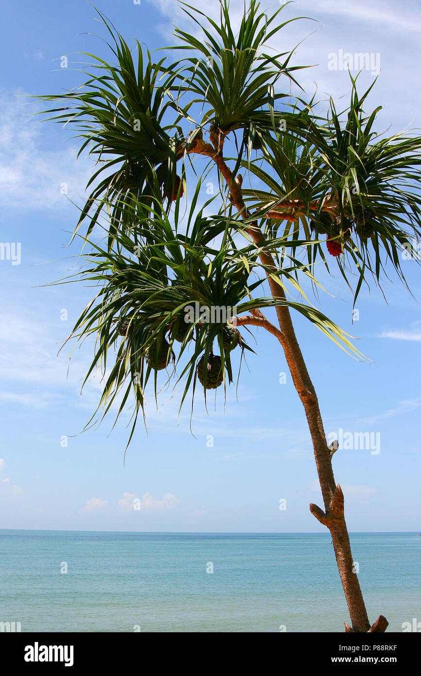 Hala tree screw pine pandanus tectorius hi-res stock photography and ...