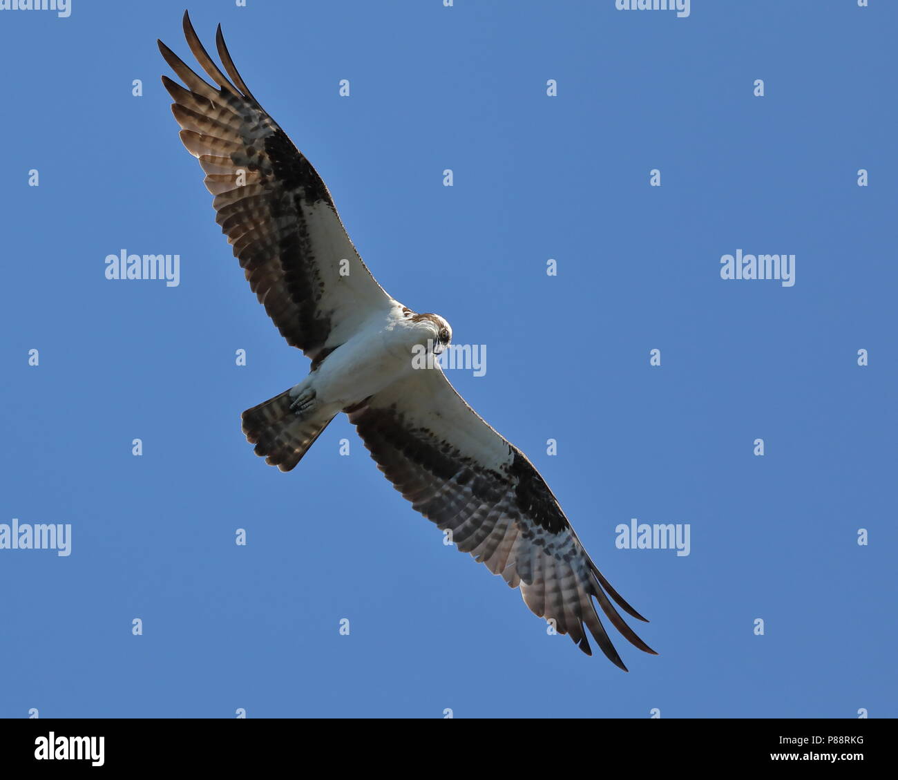Flying osprey with fish hi-res stock photography and images - Alamy