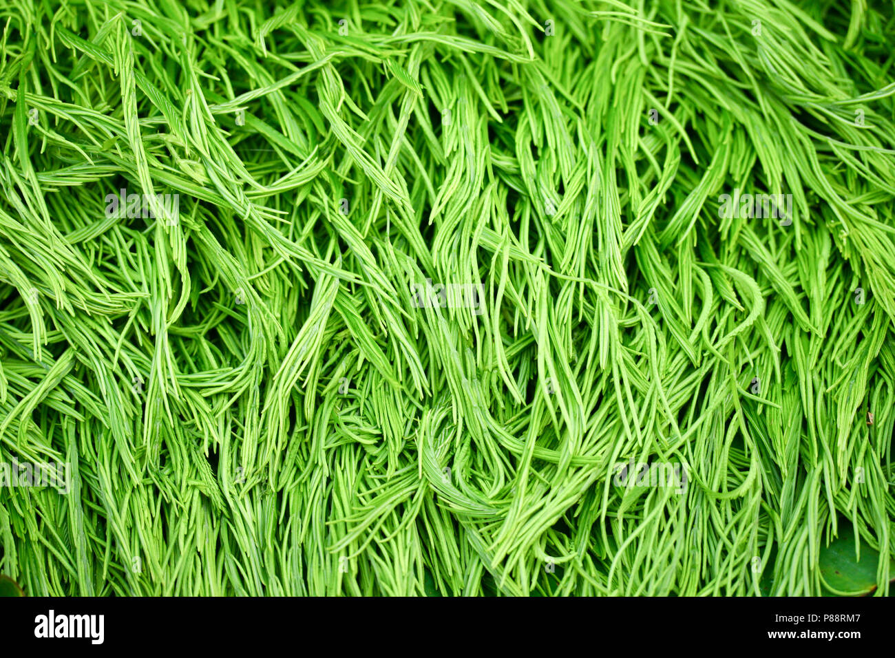 Acacia pennata vegetable Thailand Stock Photo - Alamy