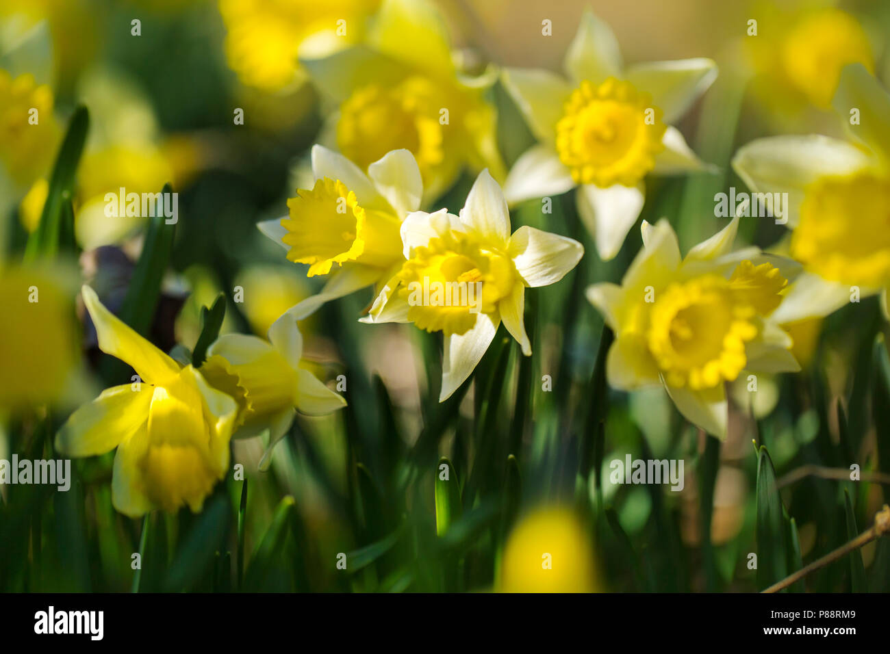 Wilde narcis hi-res stock photography and images - Alamy