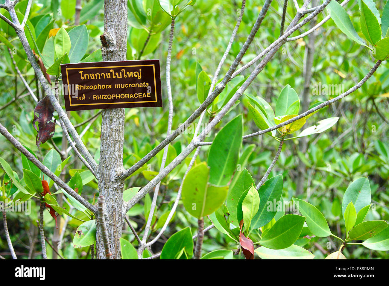 Tall mangrove hi-res stock photography and images - Alamy