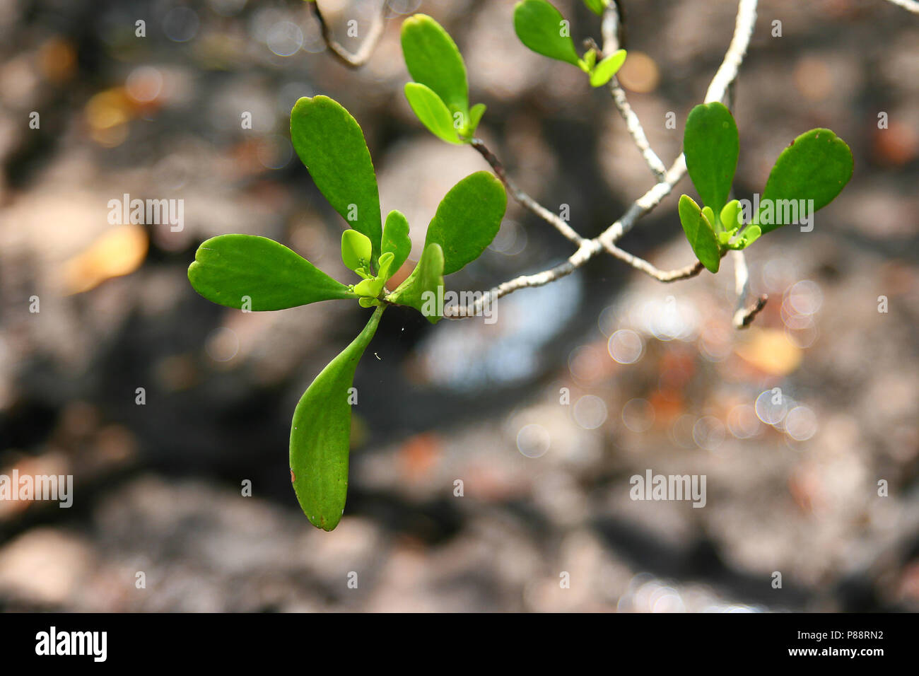 Mangrove log hi-res stock photography and images - Alamy