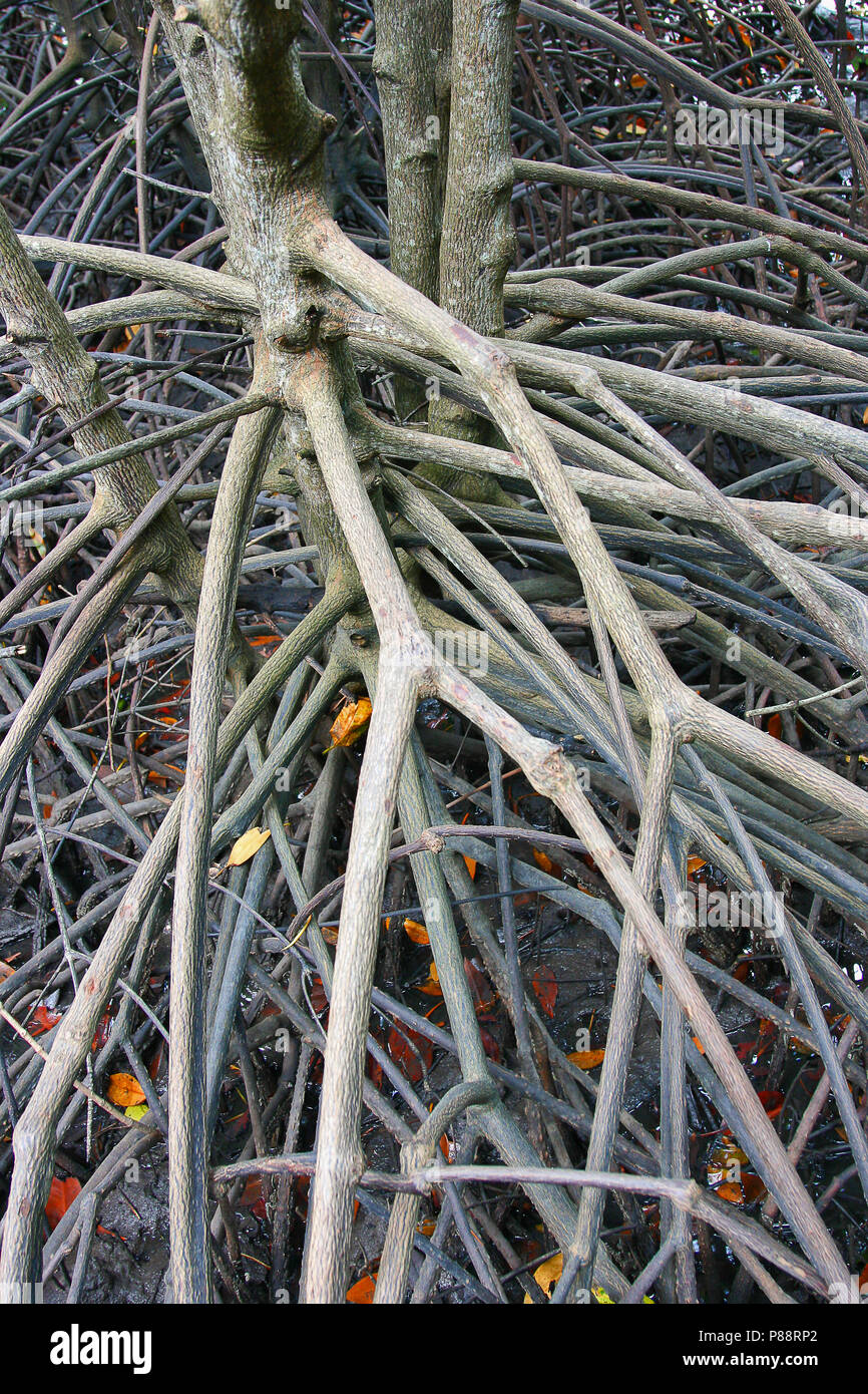 nature abstract asia mangrove roots Stock Photo - Alamy