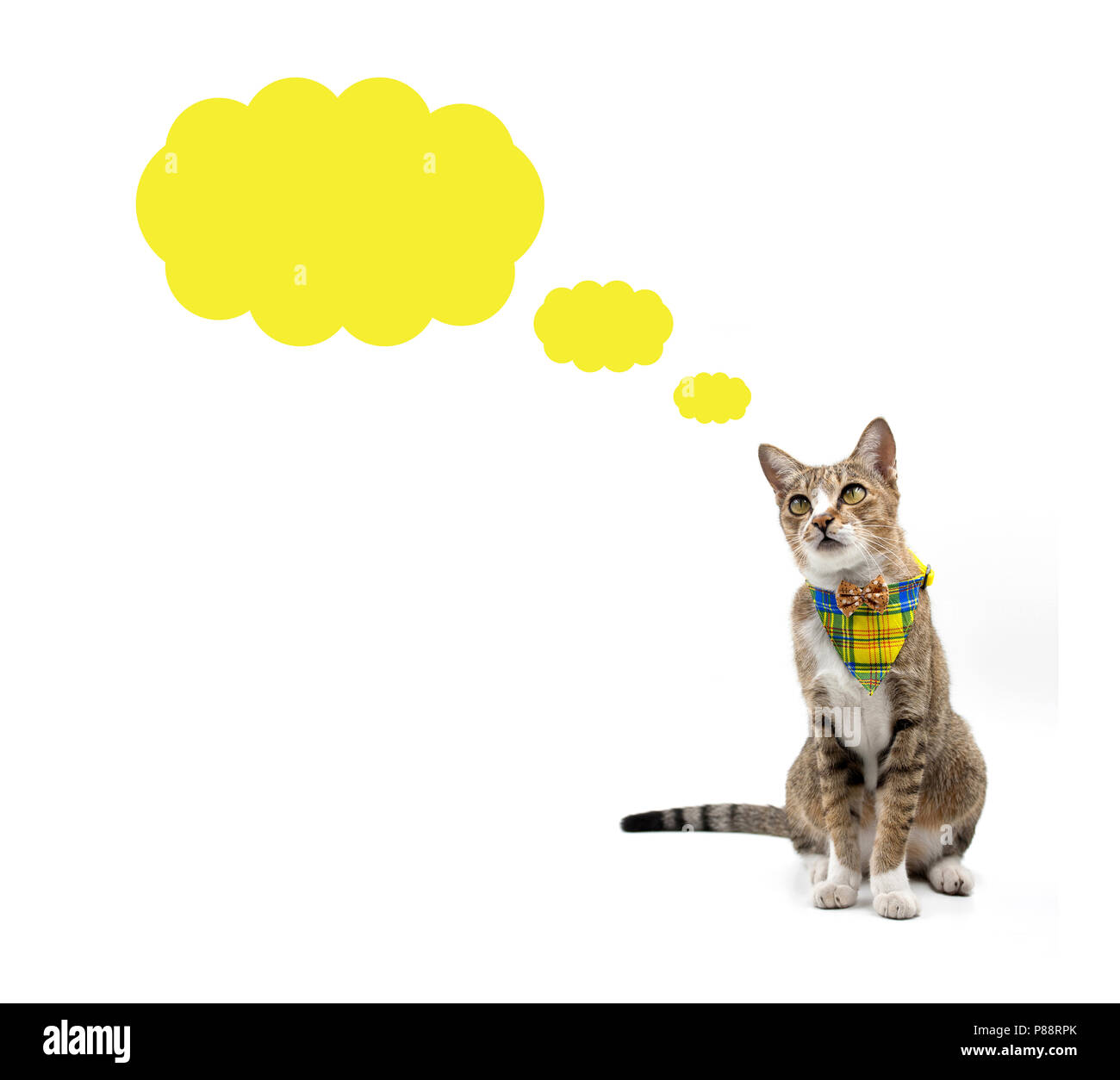 Witted cat hi-res stock photography and images - Alamy